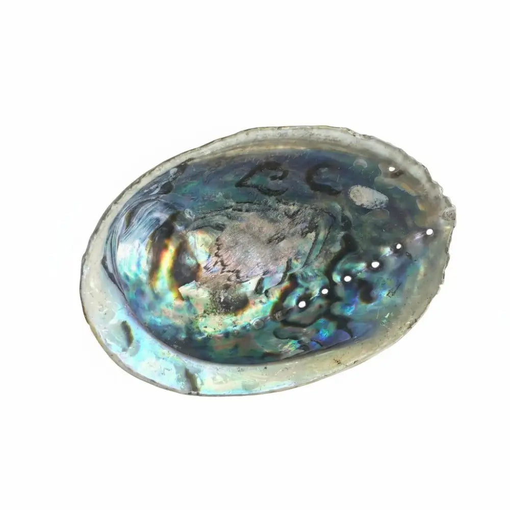 Abalone Shells - Natural Polished – The Oracle Shop